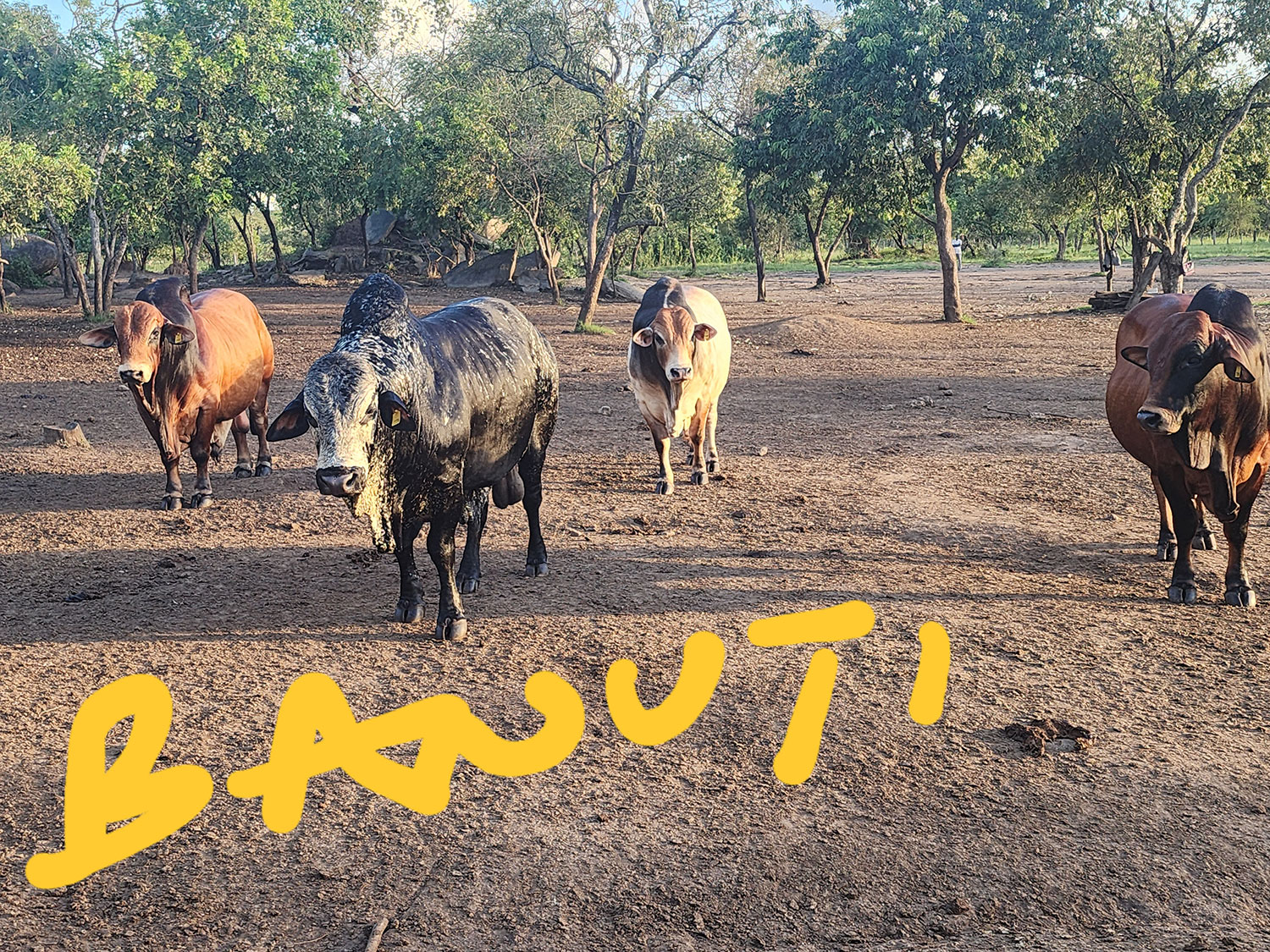Breeding Bulls - Banuti Ranchers Ltd