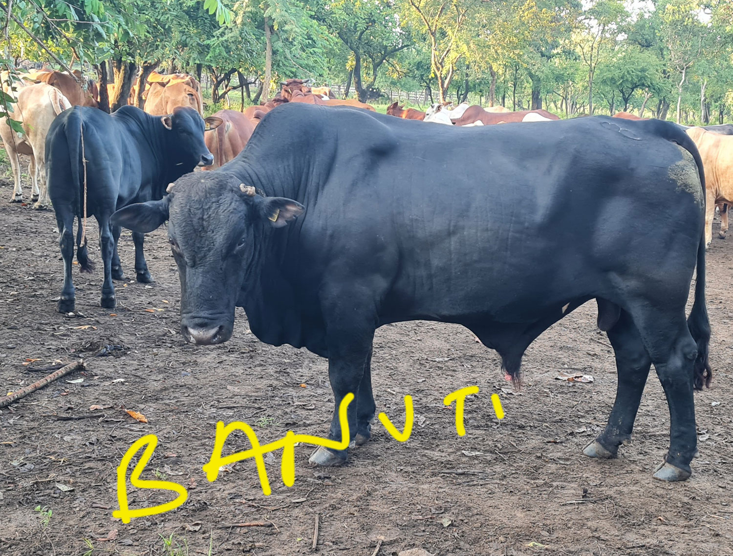 Angus - Banuti Ranchers Ltd